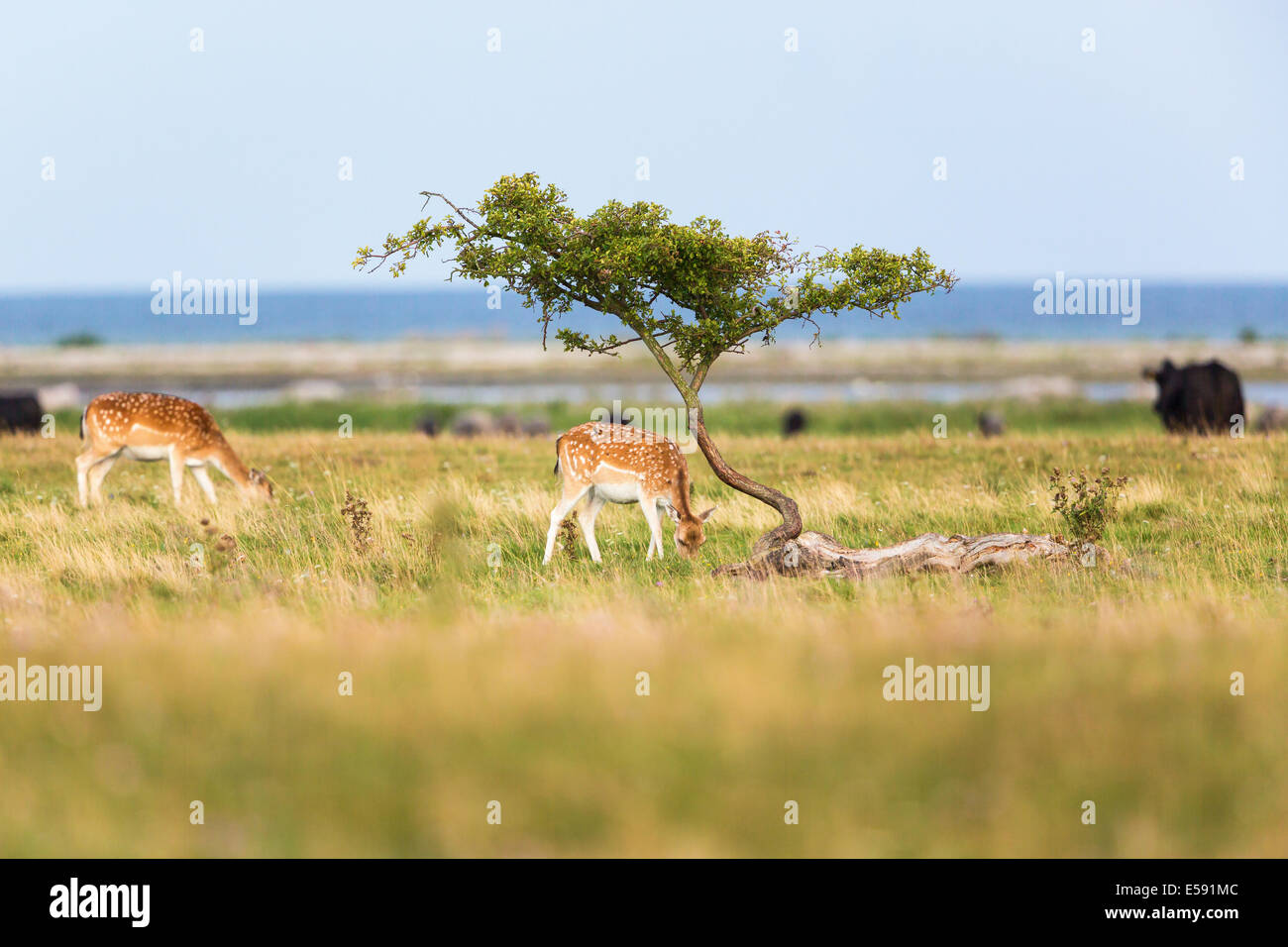 Fallow deer doe hi-res stock photography and images - Alamy