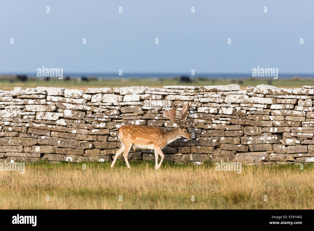 Buck stone hi-res stock photography and images - Alamy