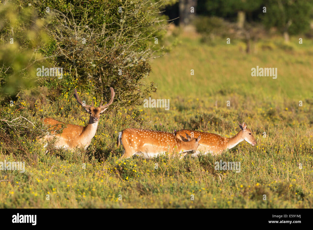 Flock of deer hi-res stock photography and images - Alamy