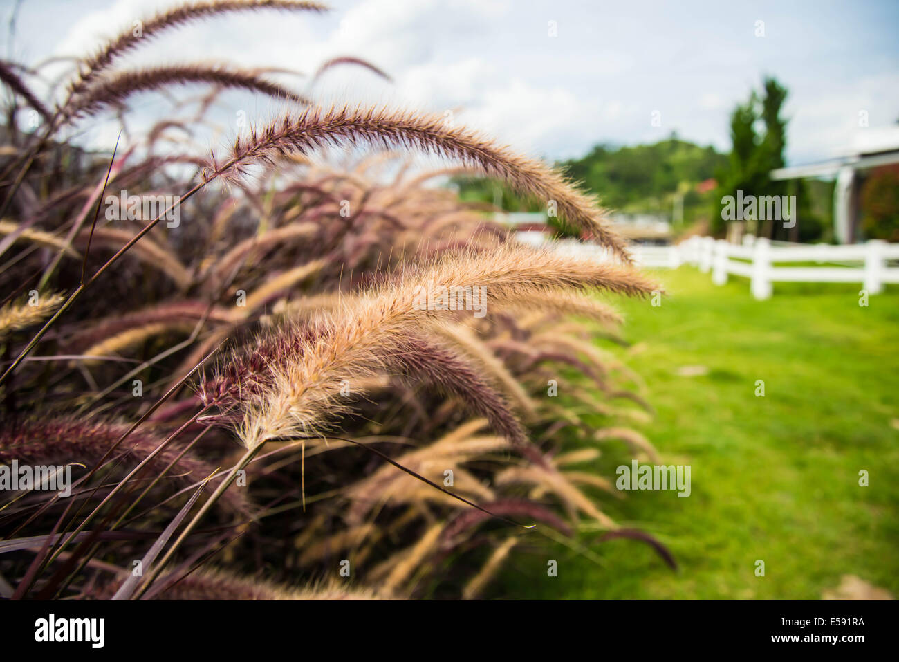 Farm to glass hi-res stock photography and images - Alamy