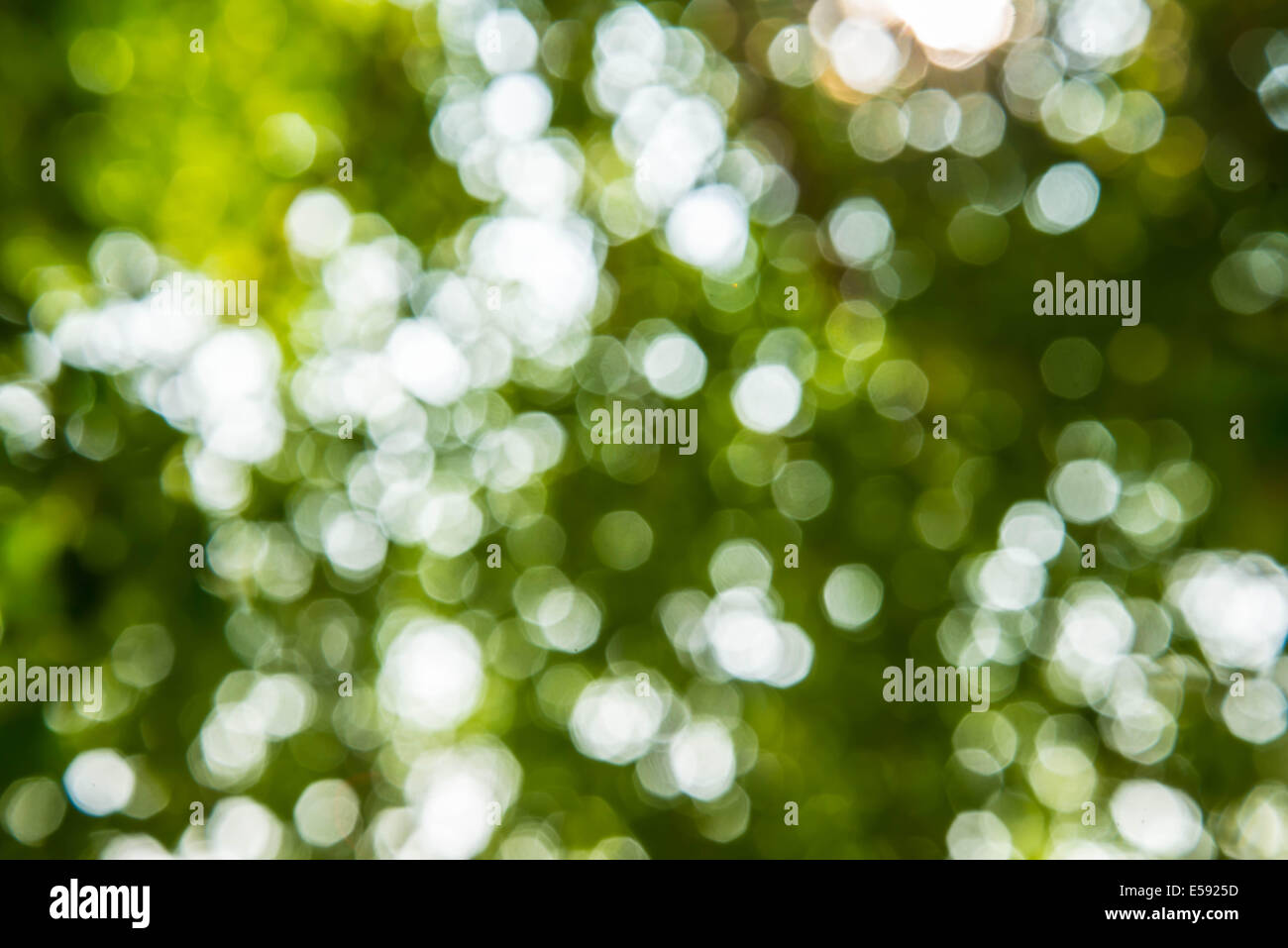 Zoom shot out of focus green tree for background Stock Photo - Alamy