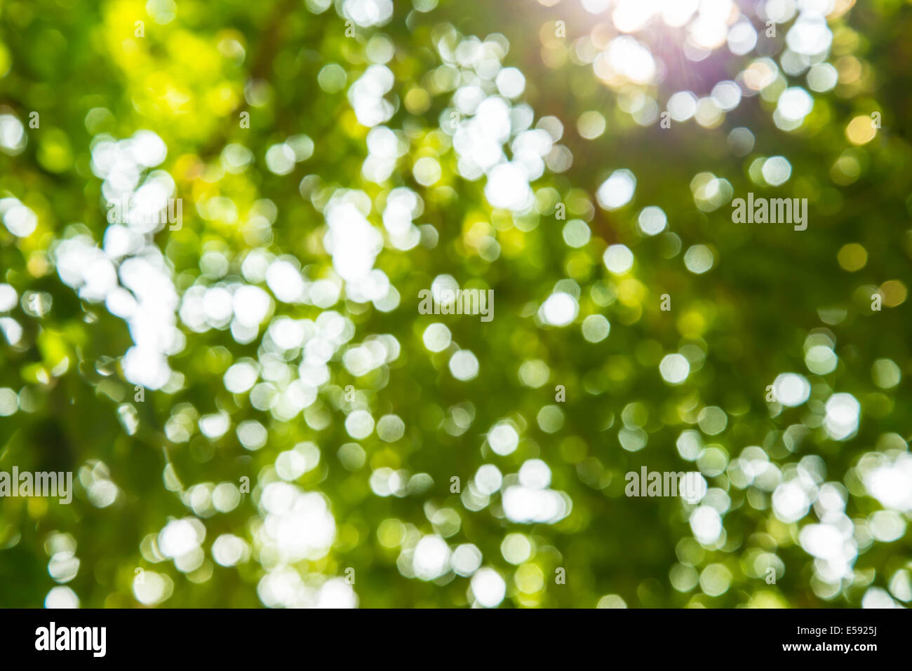 Zoom shot out of focus green tree for background Stock Photo - Alamy
