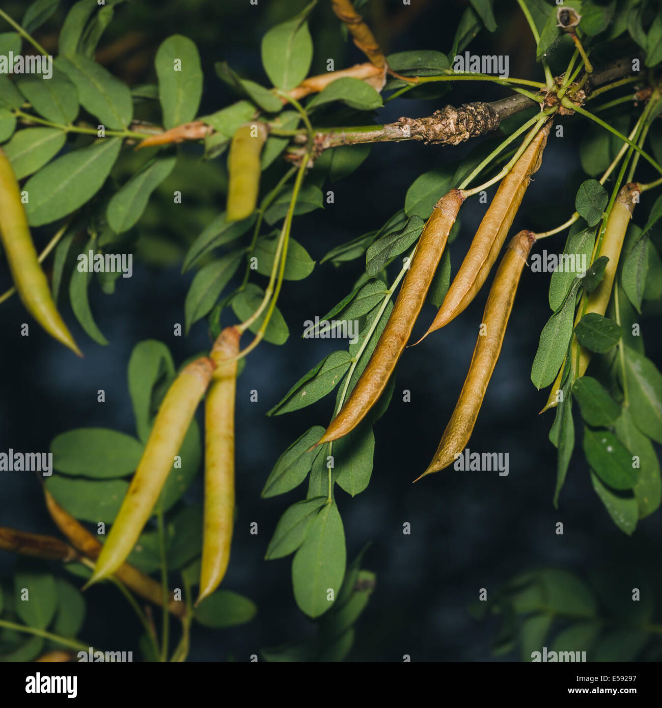 Caragana tree, yellow acacia, Caragana arborescens Stock Photo - Alamy