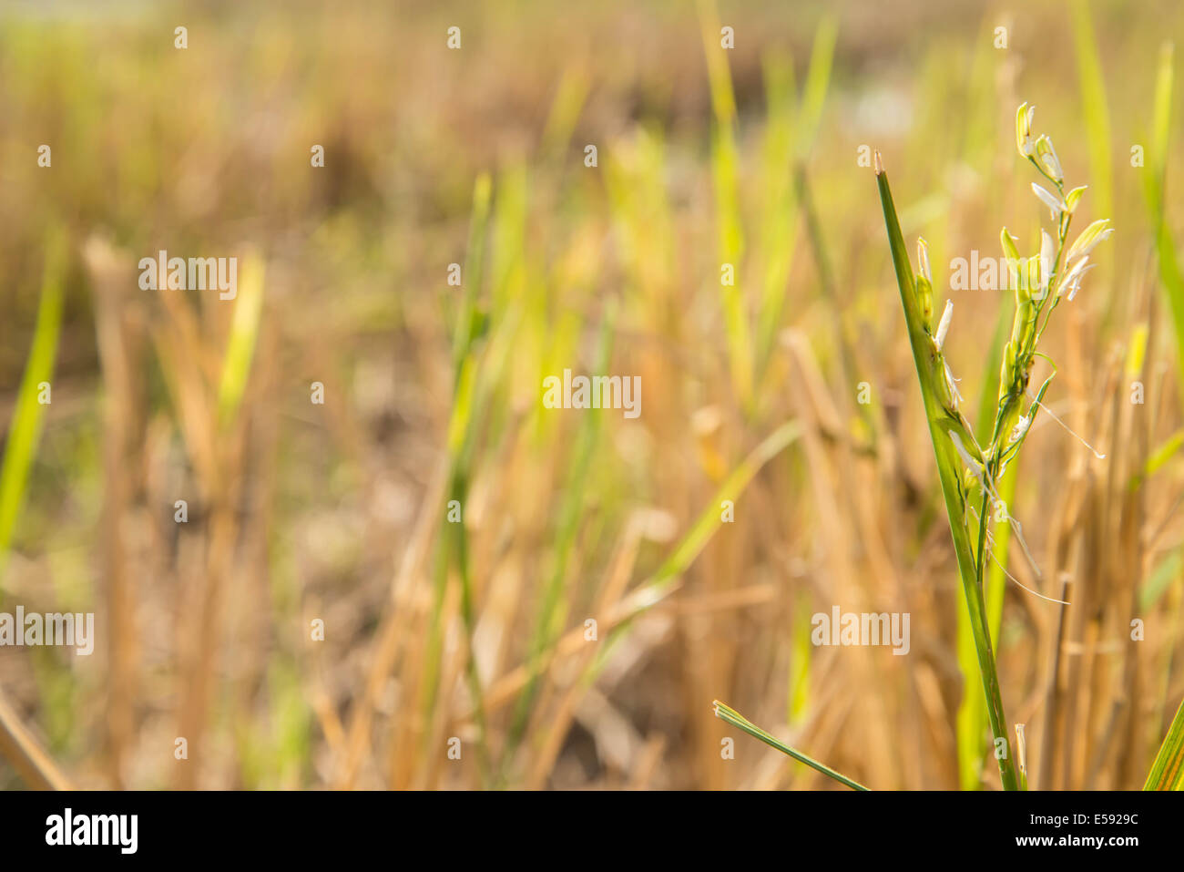 Asia food detail hi-res stock photography and images - Alamy