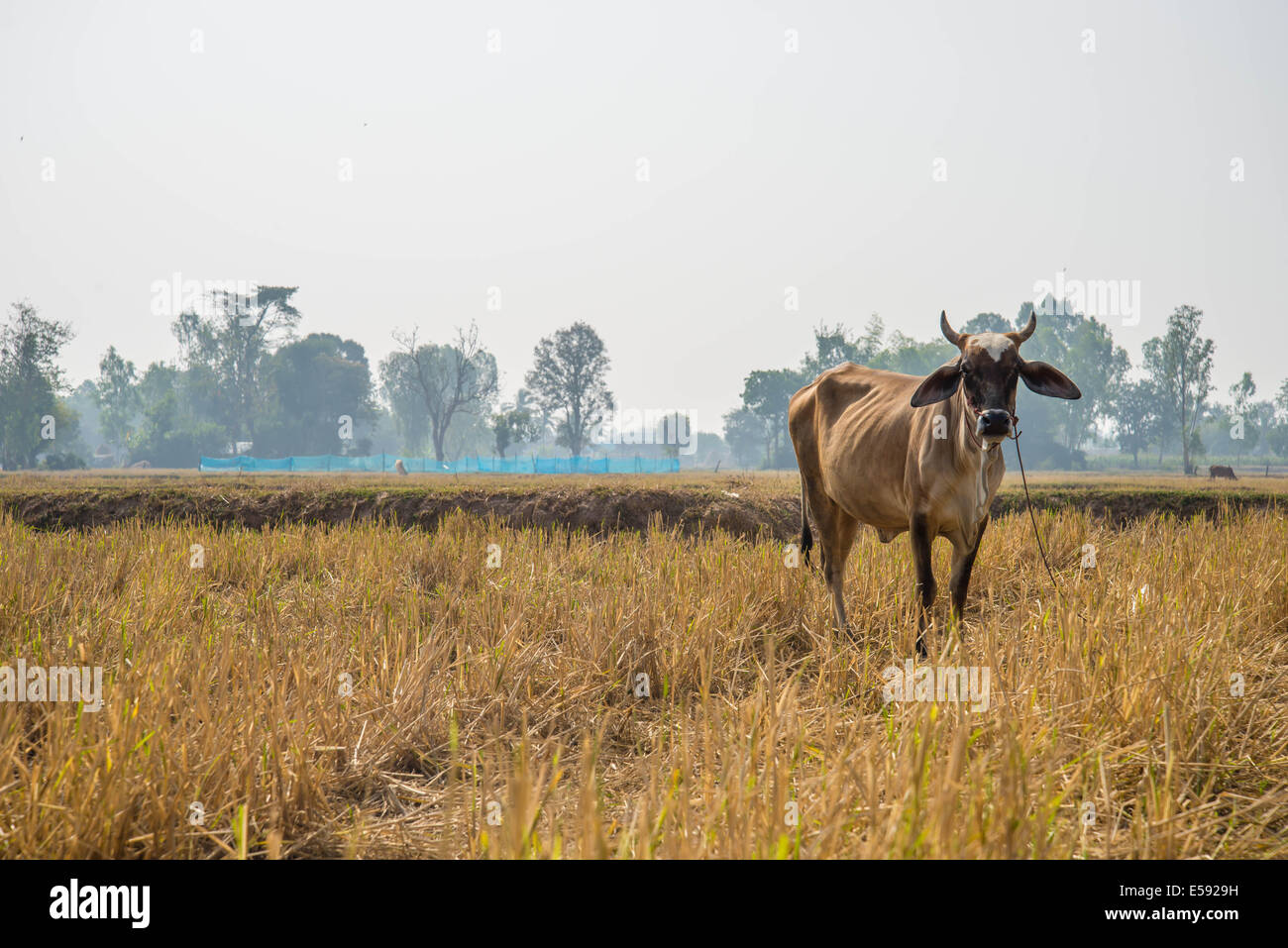 Paddy field cow hi-res stock photography and images - Alamy