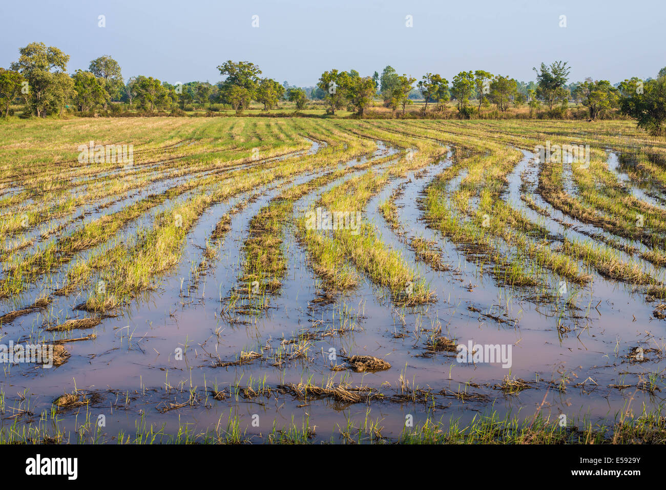 Thailand grow rice hi-res stock photography and images - Alamy