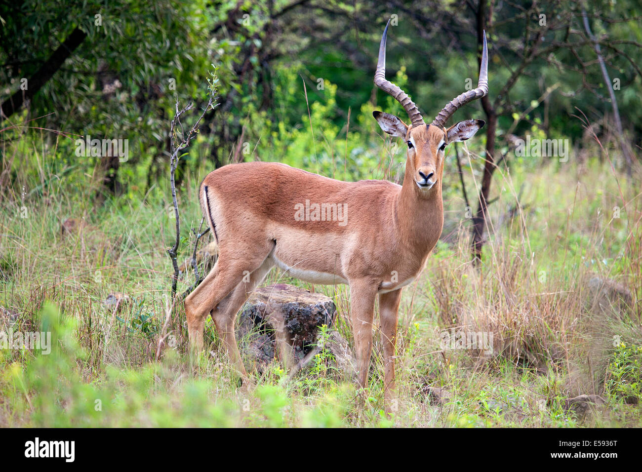 Impala antelope hi-res stock photography and images - Alamy