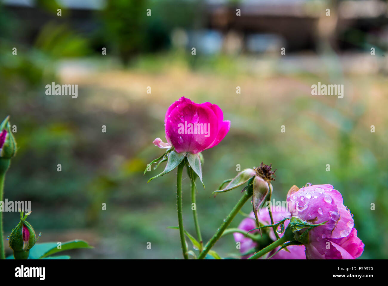 Pink roses in the garden of country in Thailand Stock Photo - Alamy