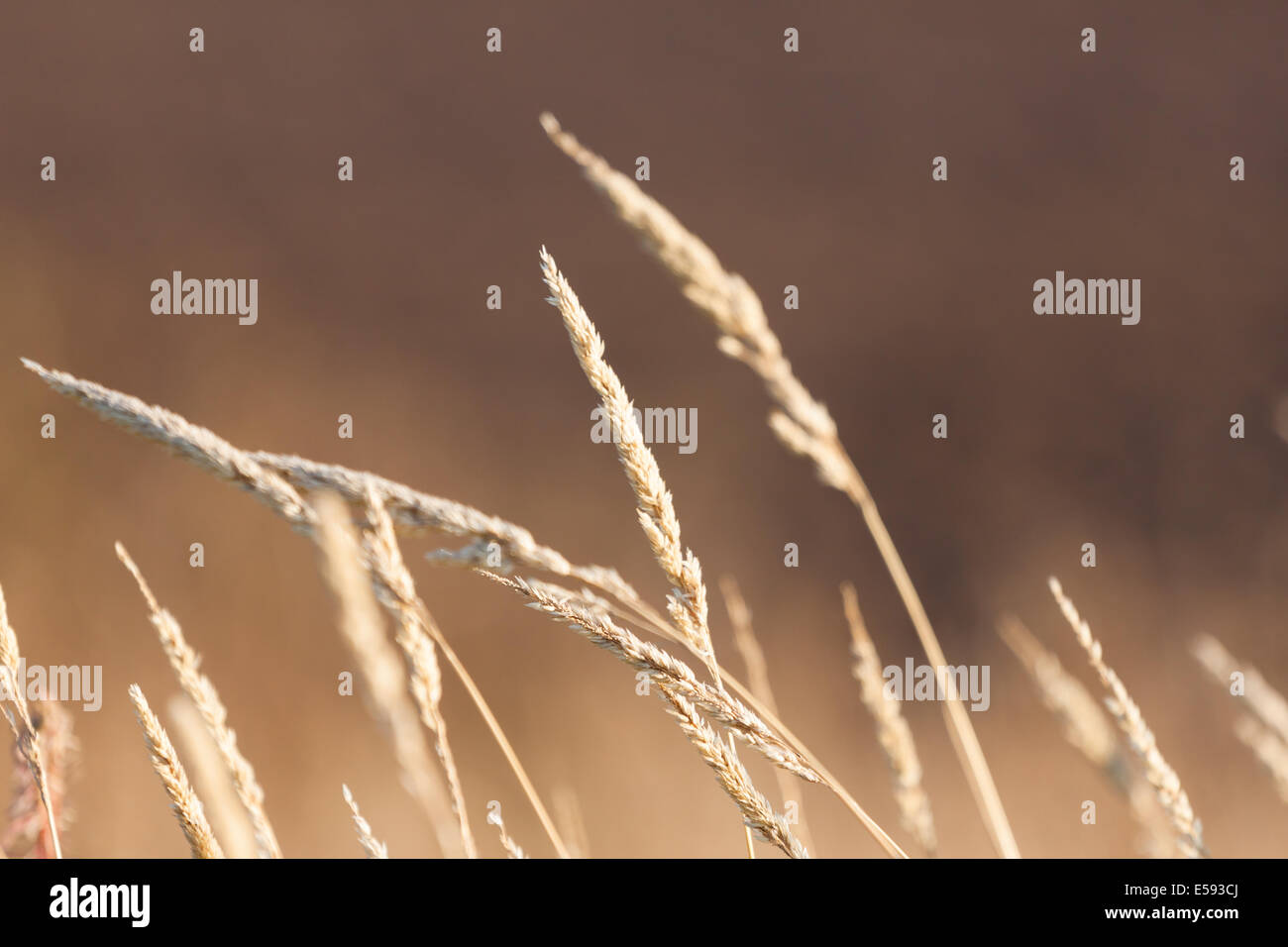 dry grass field in nature scene background Stock Photo - Alamy