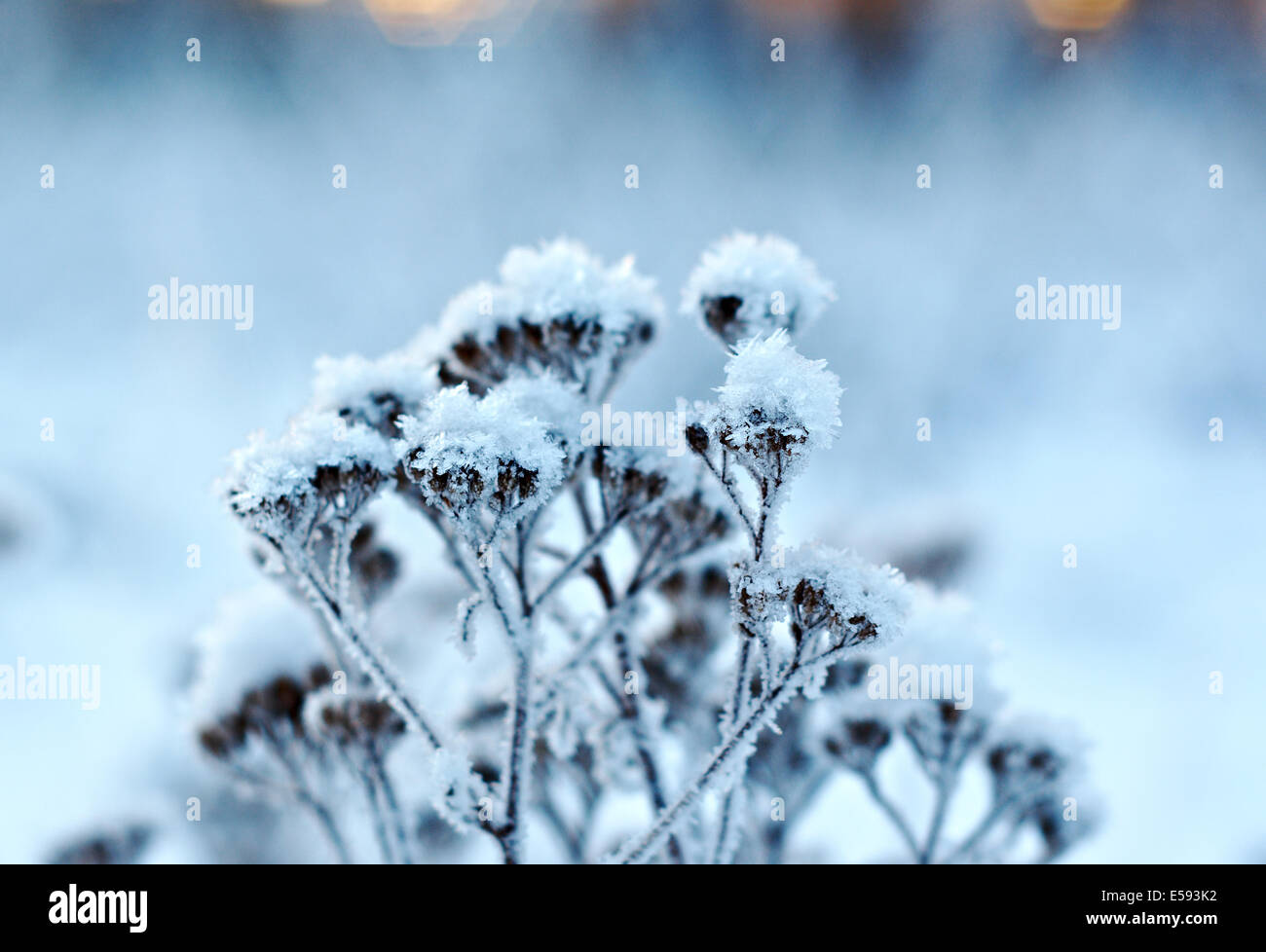 Winter landscape.Winter scene .Frozenned flower Stock Photo - Alamy