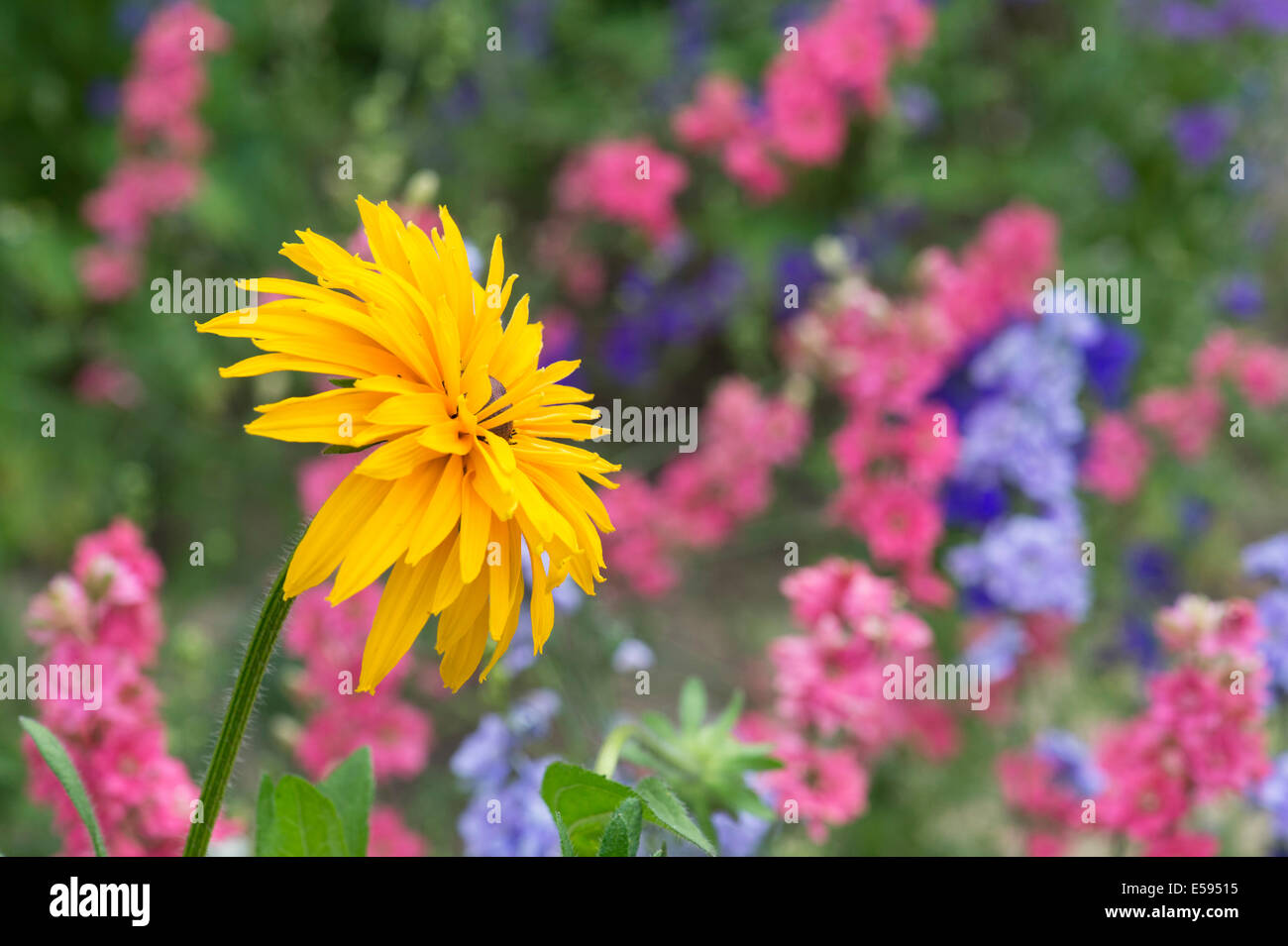 Pink and red rudbeckia hi-res stock photography and images - Alamy
