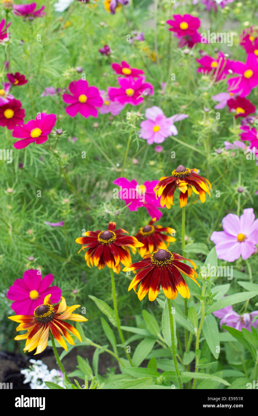 Summer flower border cosmos hi-res stock photography and images - Alamy