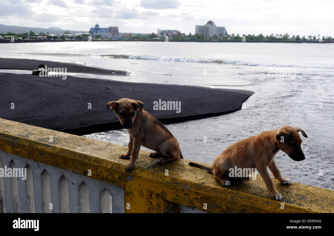 Travelling through Samoa in February 2014. Dogs on a balustrade near ...