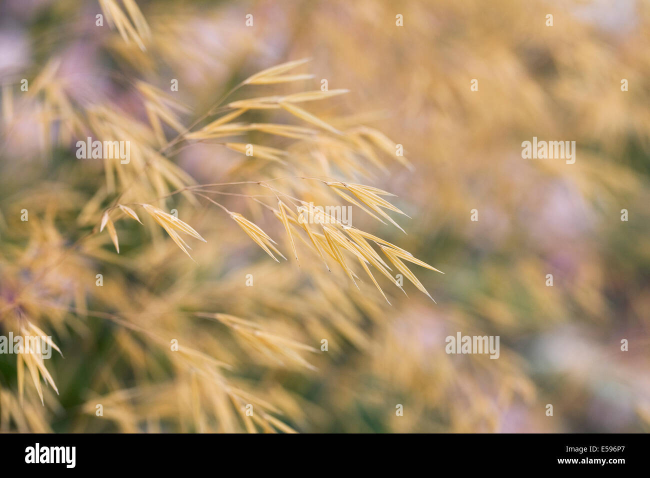 Stipa gigantea grass hi-res stock photography and images - Alamy