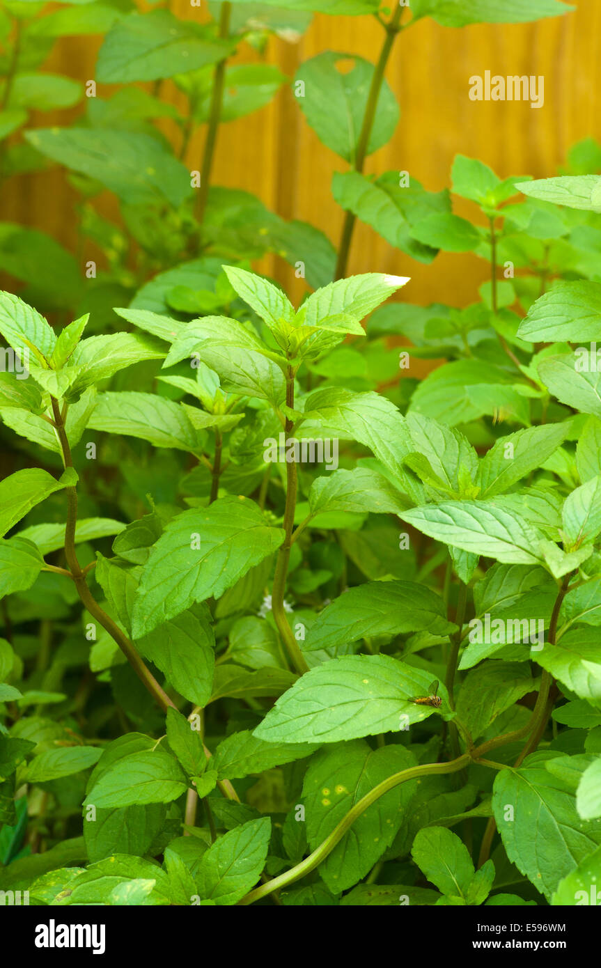 Mentha × piperita Commonly Known as Peppermint Stock Photo - Alamy