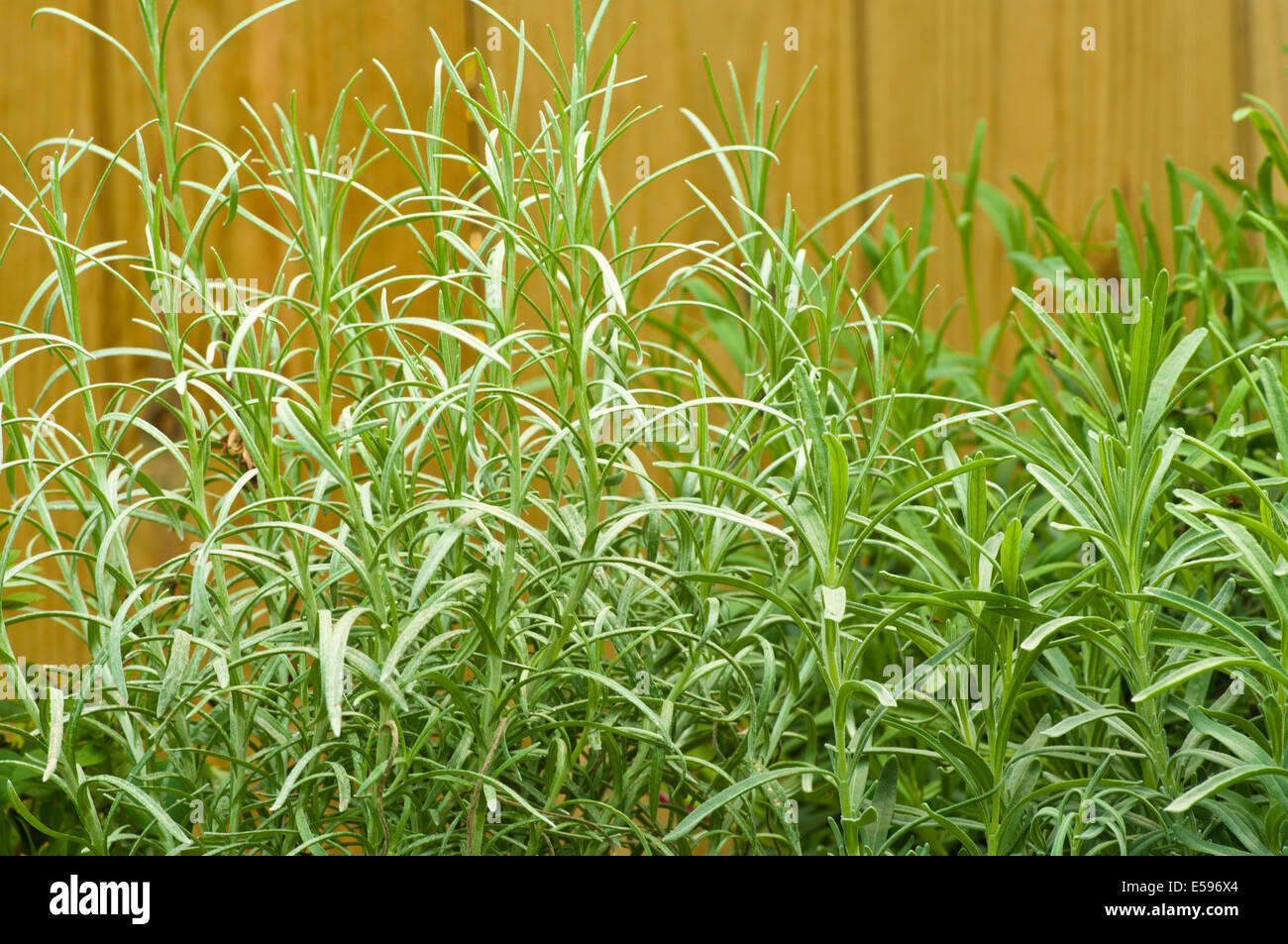 Helichrysum italicum commonly known as Curry Plant Stock Photo - Alamy