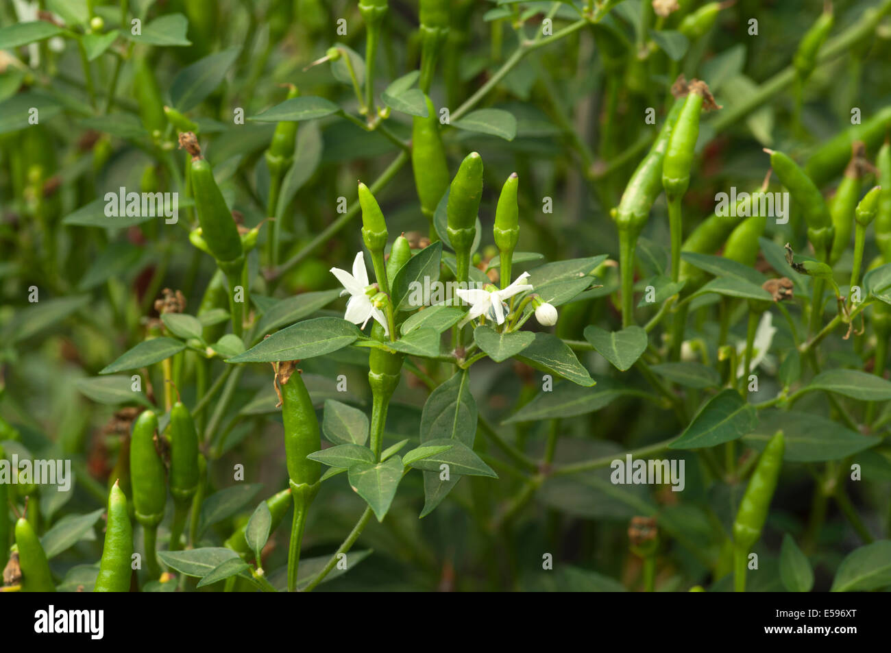 Capsicum annuum commonly known as Demon Red Chili Pepper Stock Photo ...