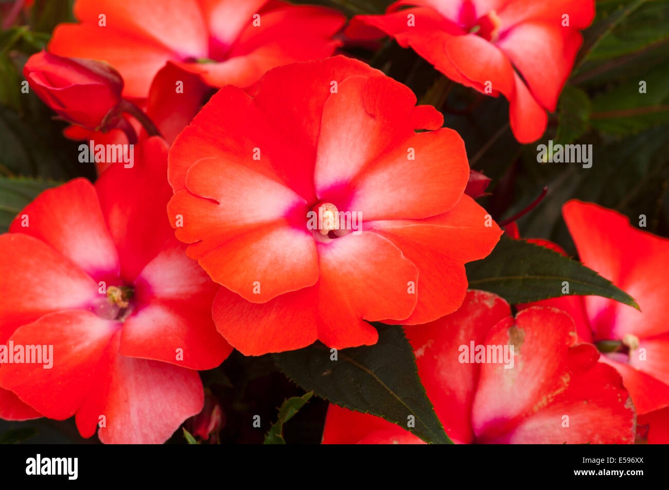 Red Impatiens hawkeri Commonly Known as New Guinea impatiens Stock ...