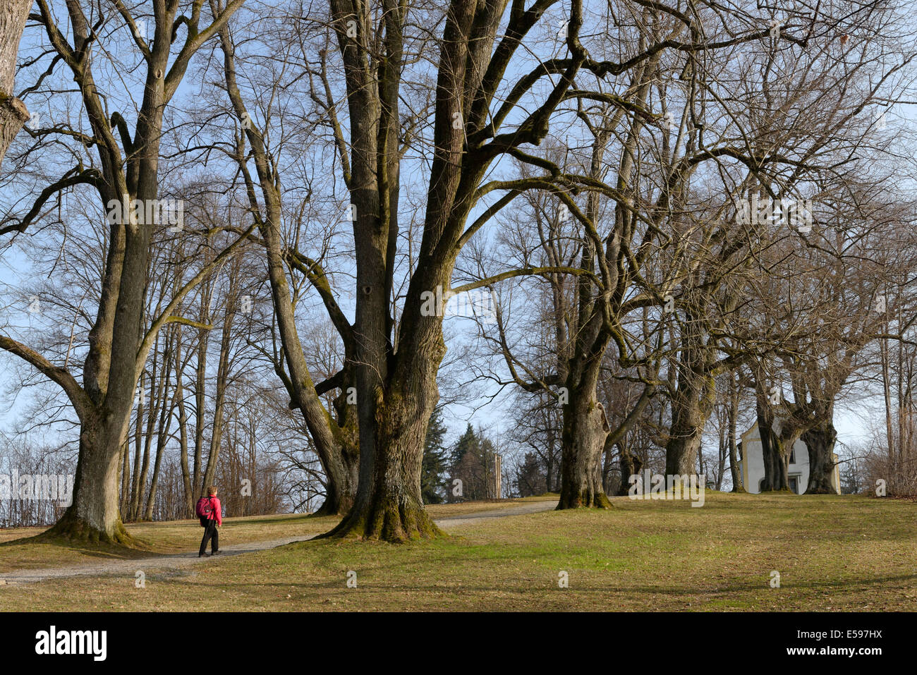 Germany, Bavaria, Lower Bavaria, Hiker at the lime alley at the Karoli ...