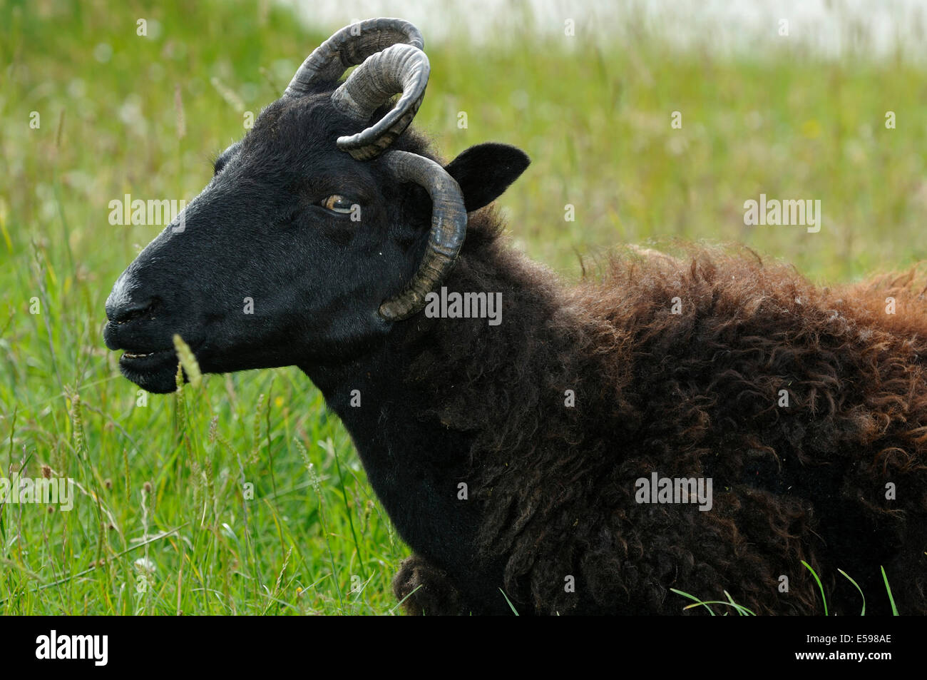 Four horned sheep hi-res stock photography and images - Alamy