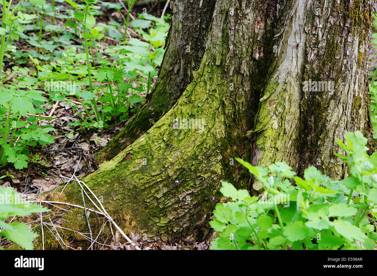 Big tree roots hi-res stock photography and images - Alamy Big tree roots hi-res stock photography and images - Alamy