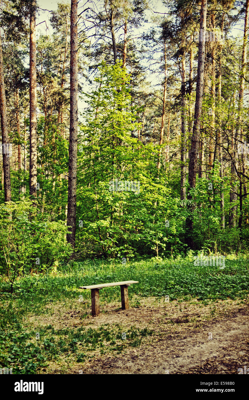 Forest path with wooden bench hi-res stock photography and images - Alamy