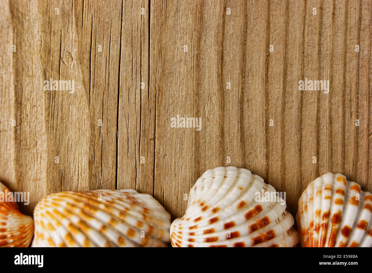 Sea shells on old wooden board Stock Photo - Alamy