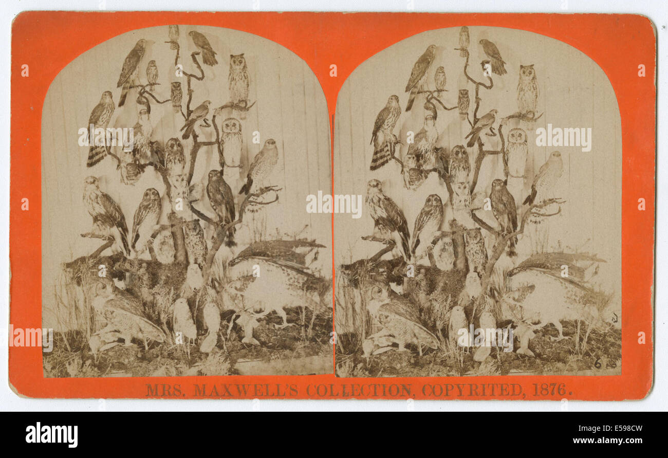 A stereograph showcasing Mrs. Maxwell's bird collection at the ...