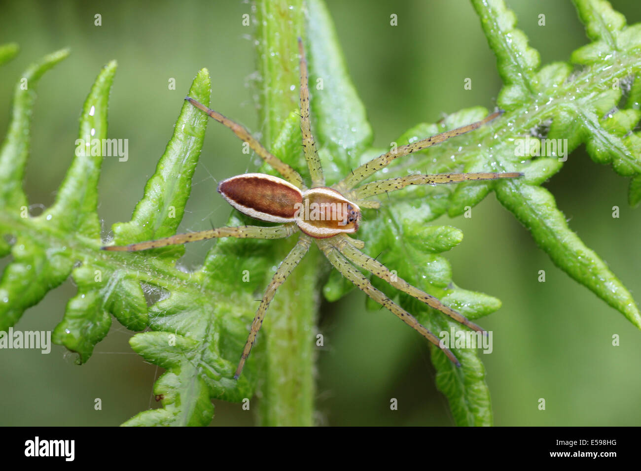 Great raft spider uk hi-res stock photography and images - Alamy