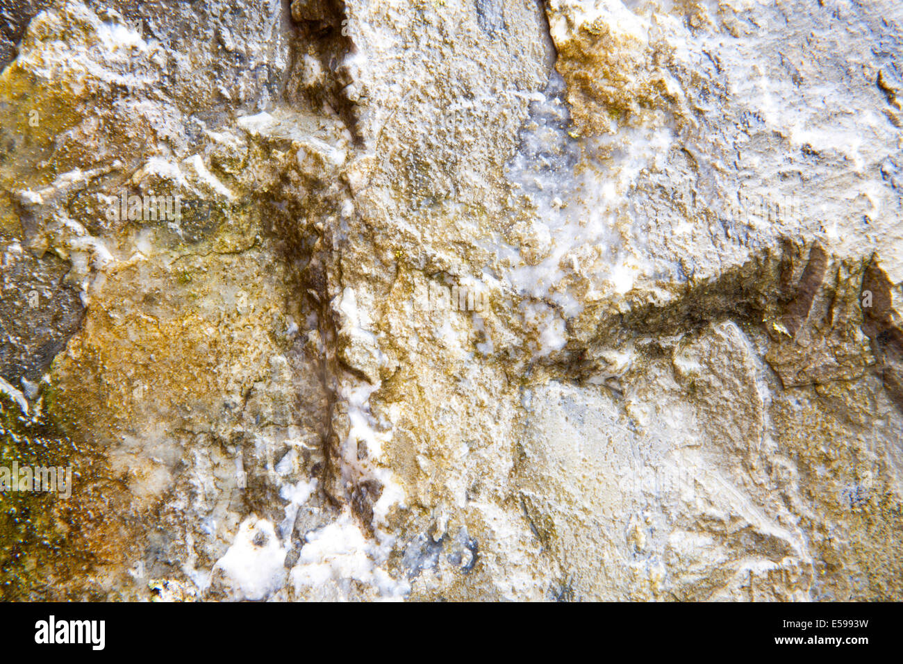 Details of the textures in a wet limestone boulder Stock Photo - Alamy