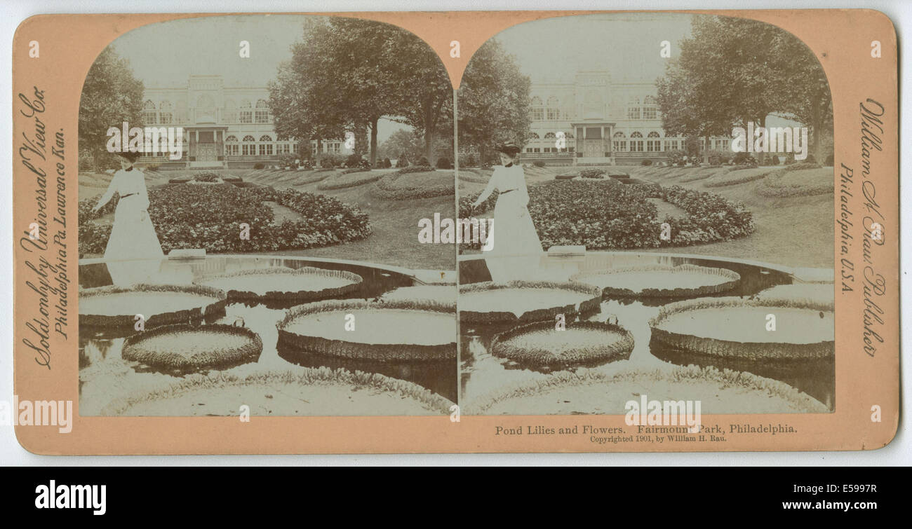 Philadelphia lily hi-res stock photography and images - Alamy