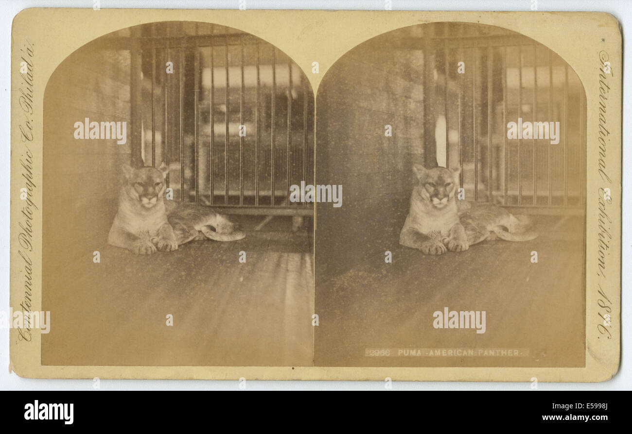 A photograph of a puma, also known as the American Panther, from the ...