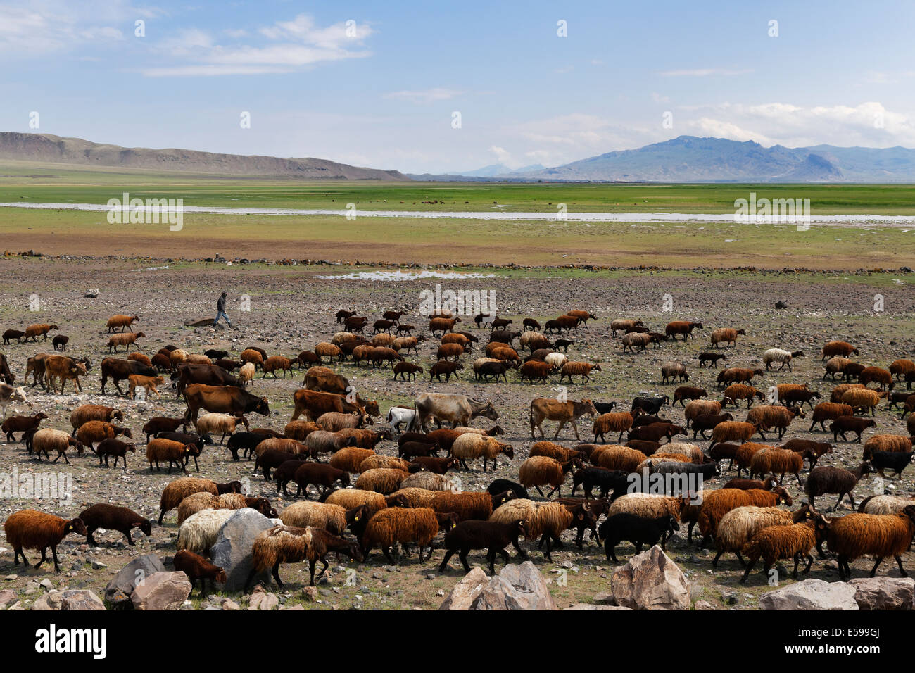 Domestic Cattle Turkey High Resolution Stock Photography and Images - Alamy