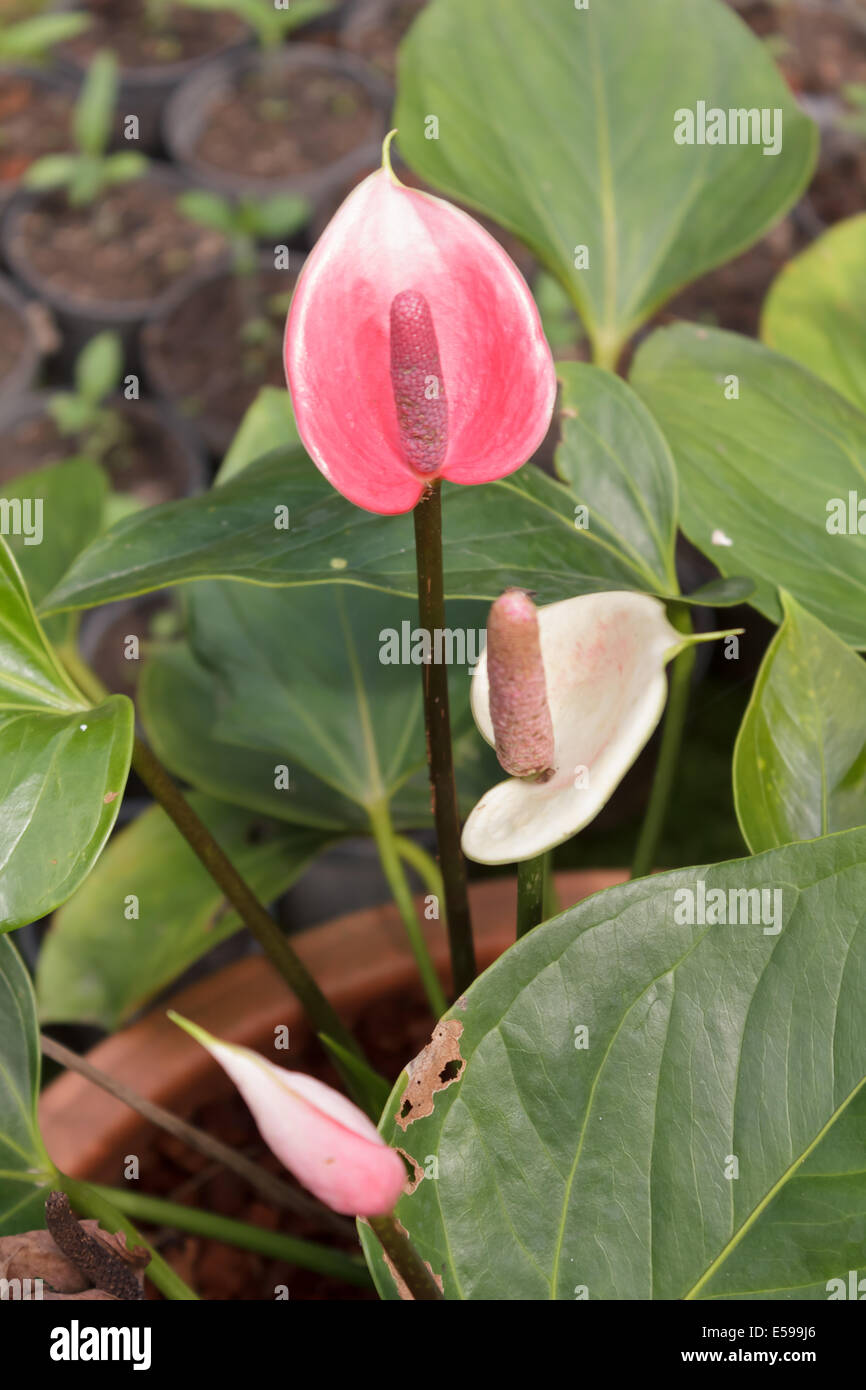 Pink Anthurium Flower Spadix High Resolution Stock Photography and ...