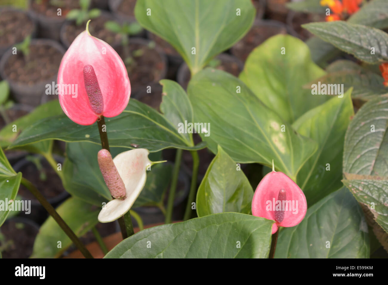 Pink Anthurium Flower Spadix High Resolution Stock Photography and ...