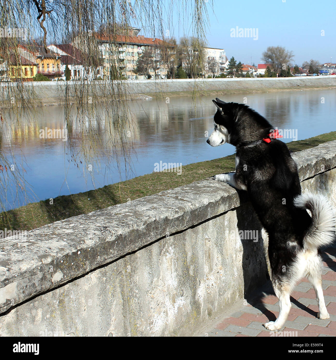 Beautiful husky watching Timis river in Lugoj, Romania Stock Photo - Alamy