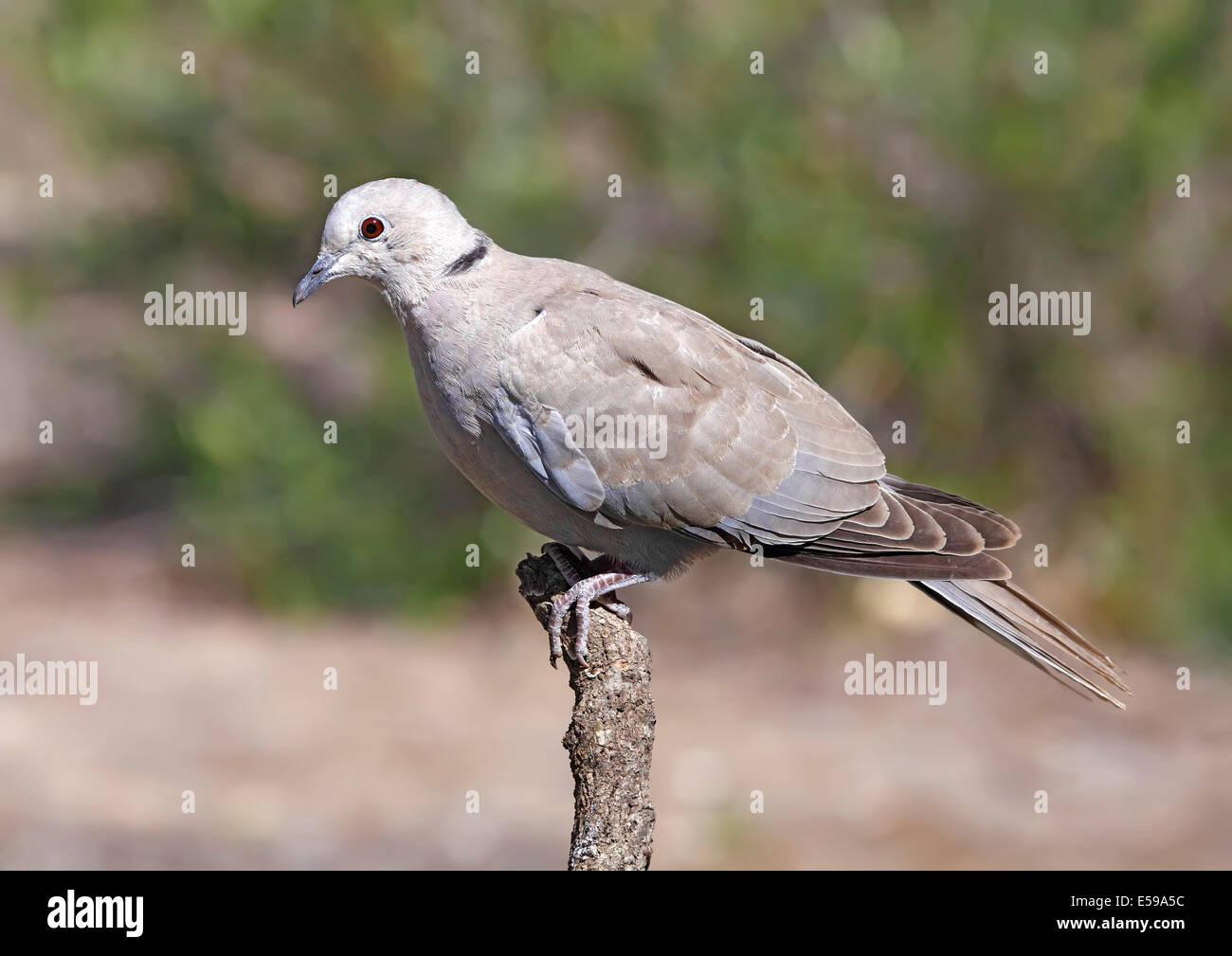 collared dove in his natural state posing for the camera Stock Photo ...