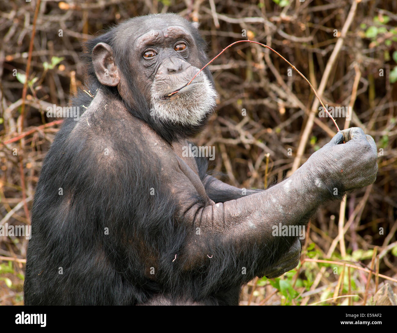 A male chimpanzee holding a twig Stock Photo - Alamy