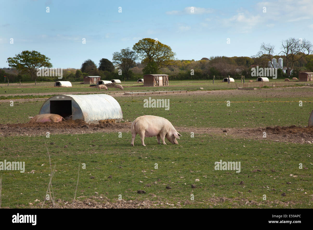 Farm animals pens hi-res stock photography and images - Alamy