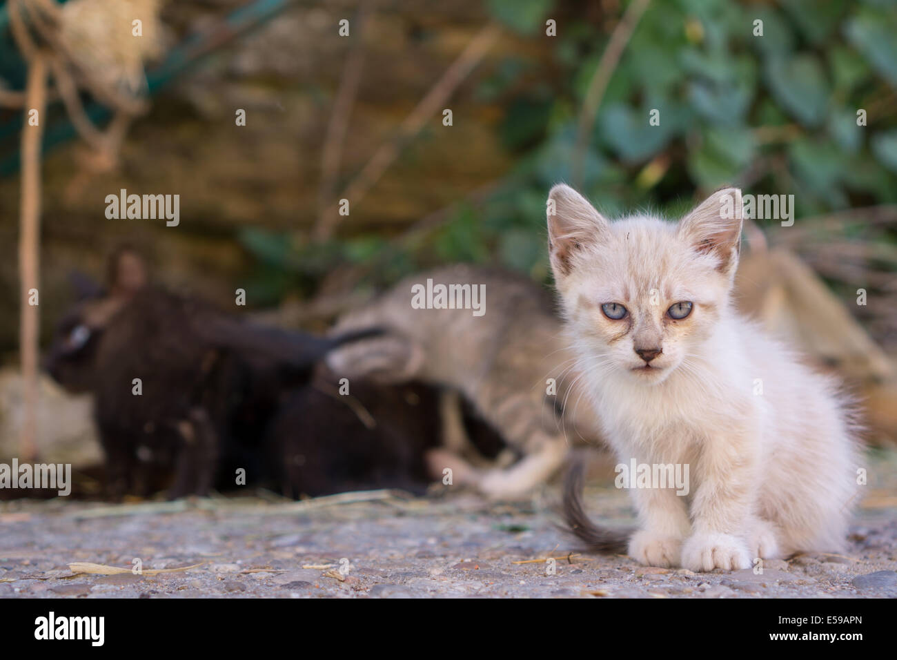 Kitty standing behind mom Stock Photo - Alamy
