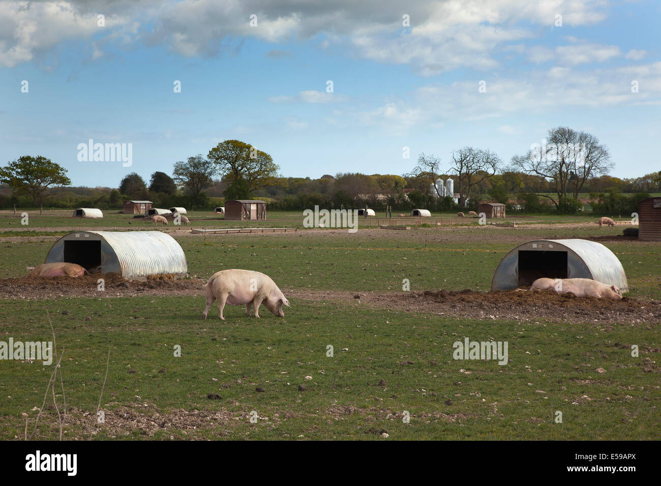 England, West Sussex, Funtington, Free range pig pens Stock Photo - Alamy
