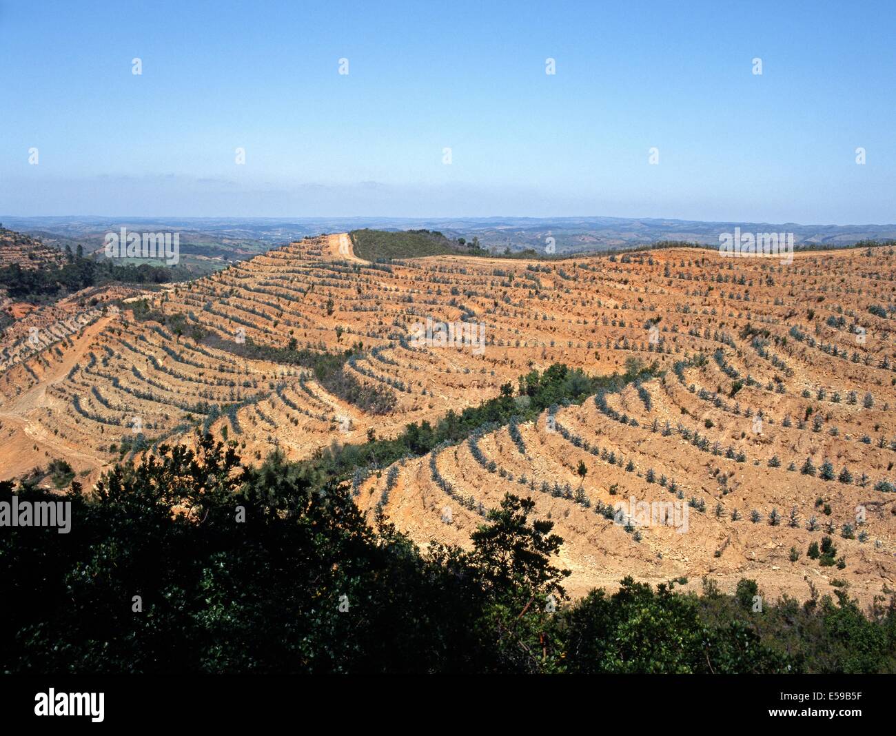 Terraced field in the Monchique Mountains, Algarve, Portugal, Western ...