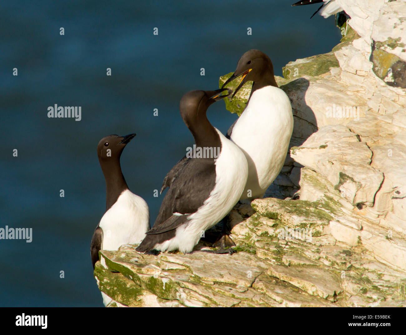 Common guillemots hi-res stock photography and images - Alamy