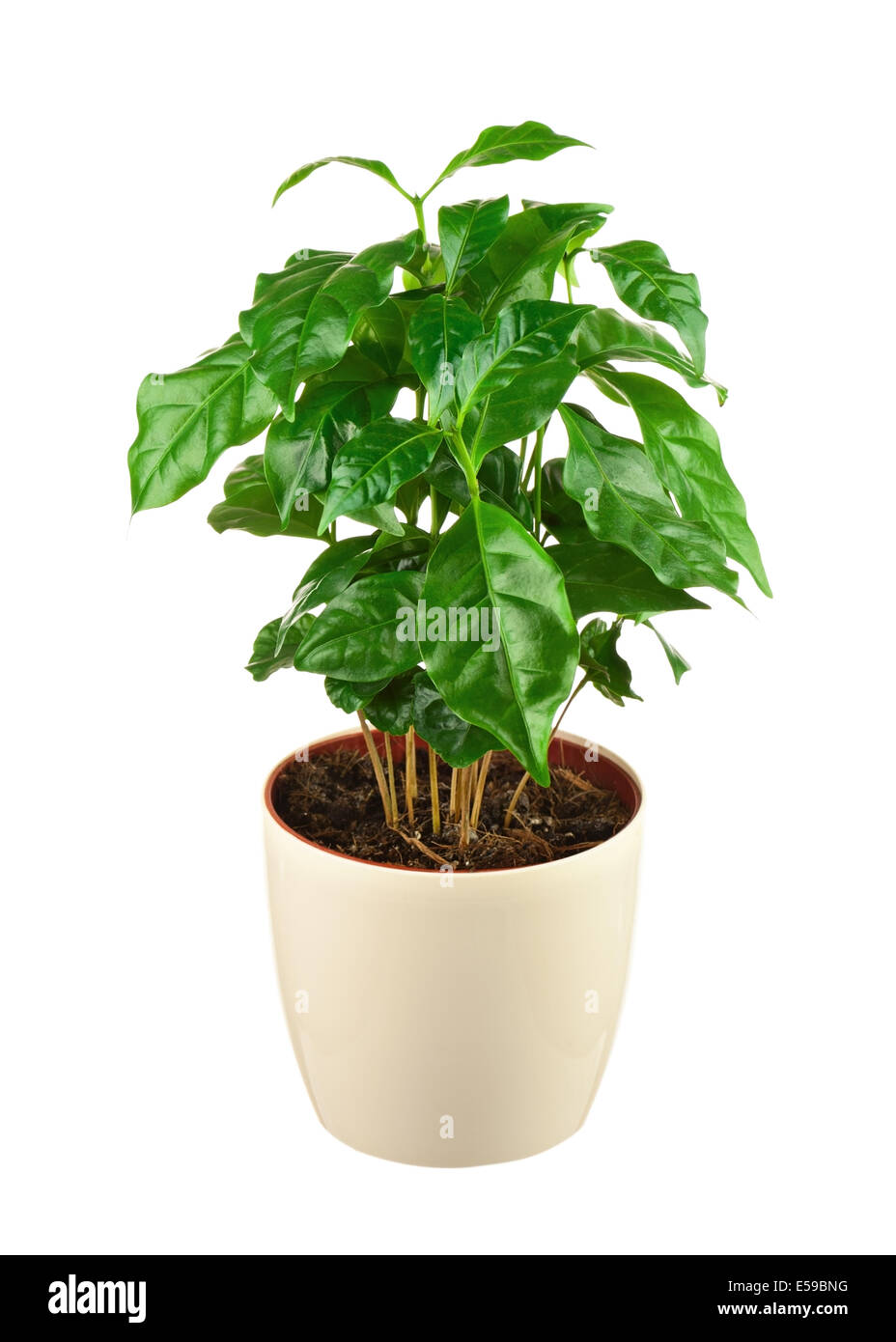 Coffee tree (Arabica Plant) in flower pot isolated on white background ...