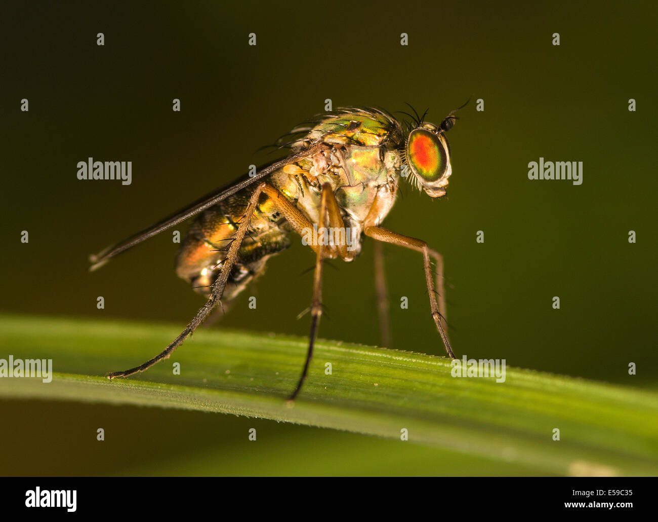 Arthropod insects hi-res stock photography and images - Alamy