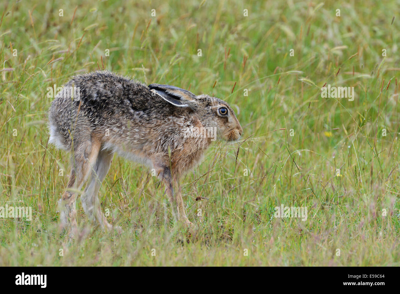 Brown hare (Lepus europaeus) stretching legs in tall grass Stock Photo ...