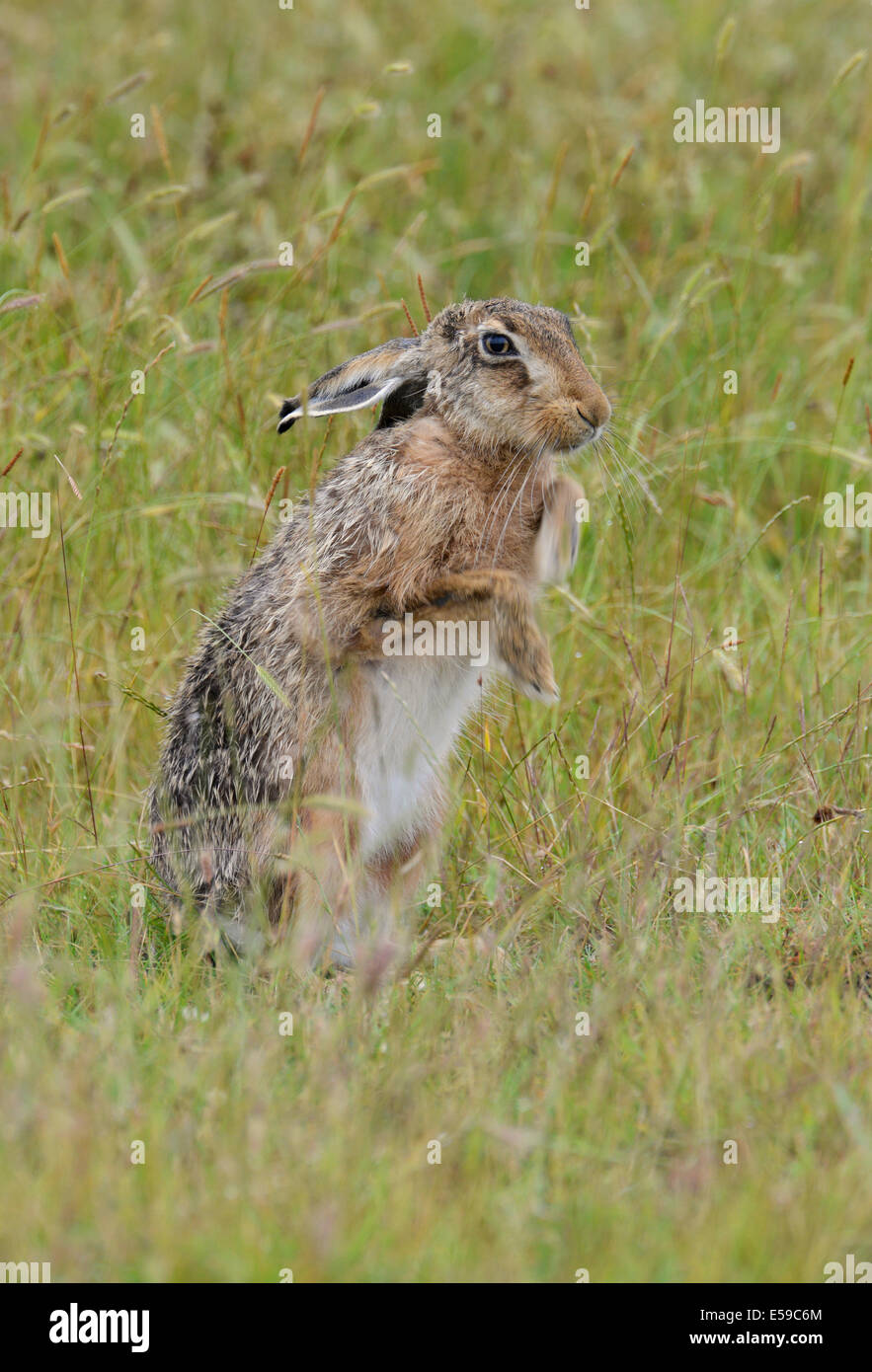 Brown hare (Lepus europaeus) standing on hind legs in tall grass Stock ...