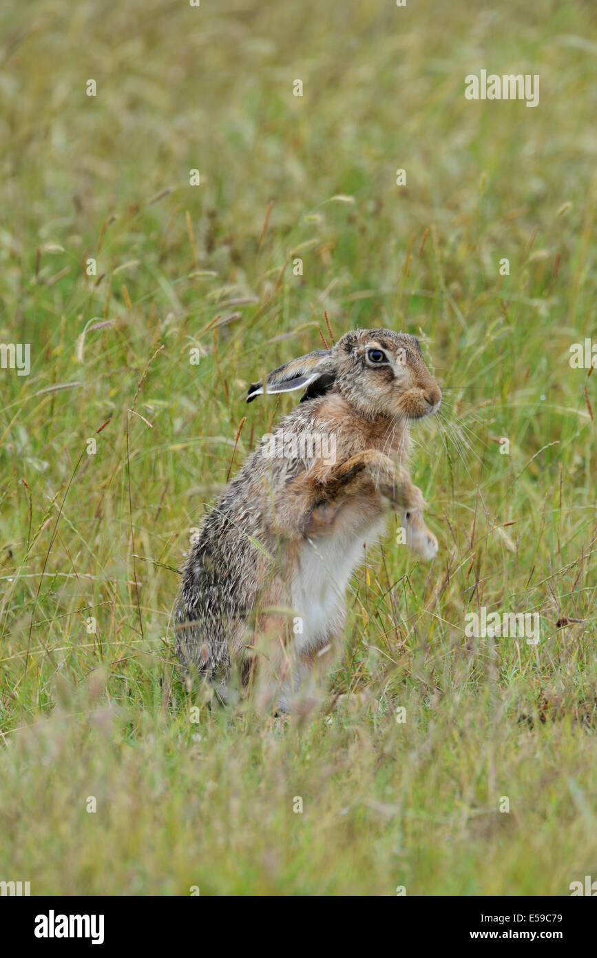 Brown hare (Lepus europaeus) standing on hind legs in tall grass Stock ...