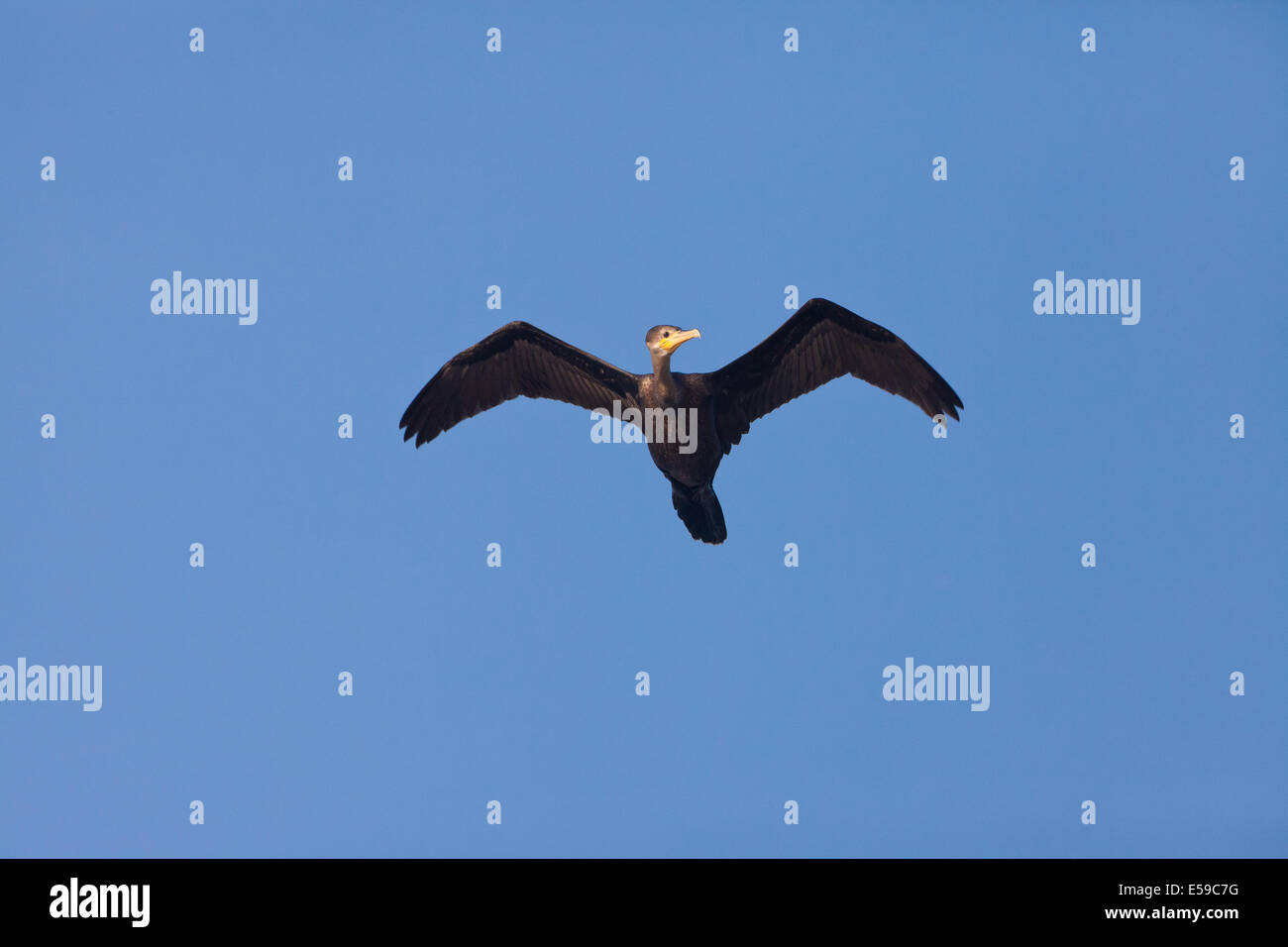 Neotropic Cormorant, Phalacrocorax brasilianus, in flight at Punta ...