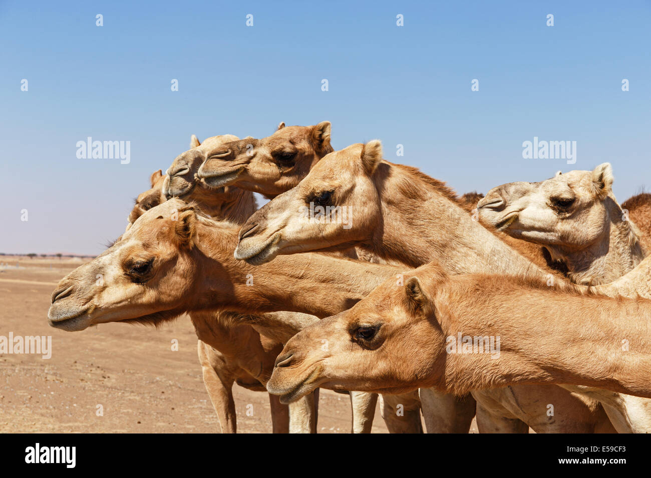 camels in the desert Stock Photo - Alamy